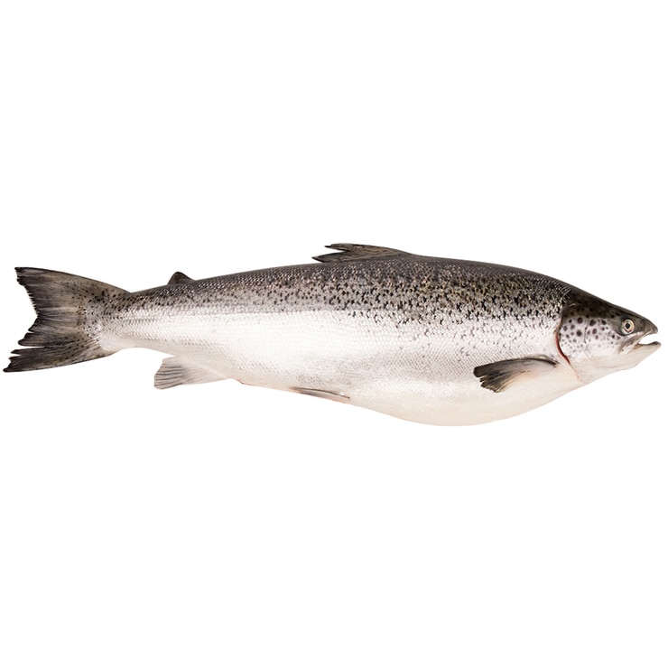 Fresh Australian Whole Salmon (Case Sale / Variable Weight 18-22kg ...