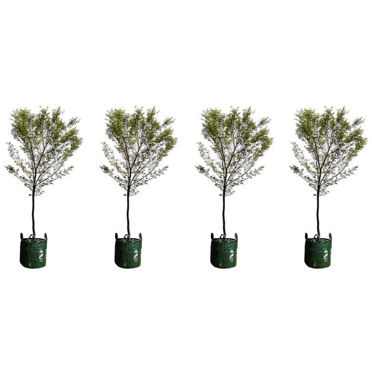 Japanese Maple Trees 4 x 100L | Costco Australia